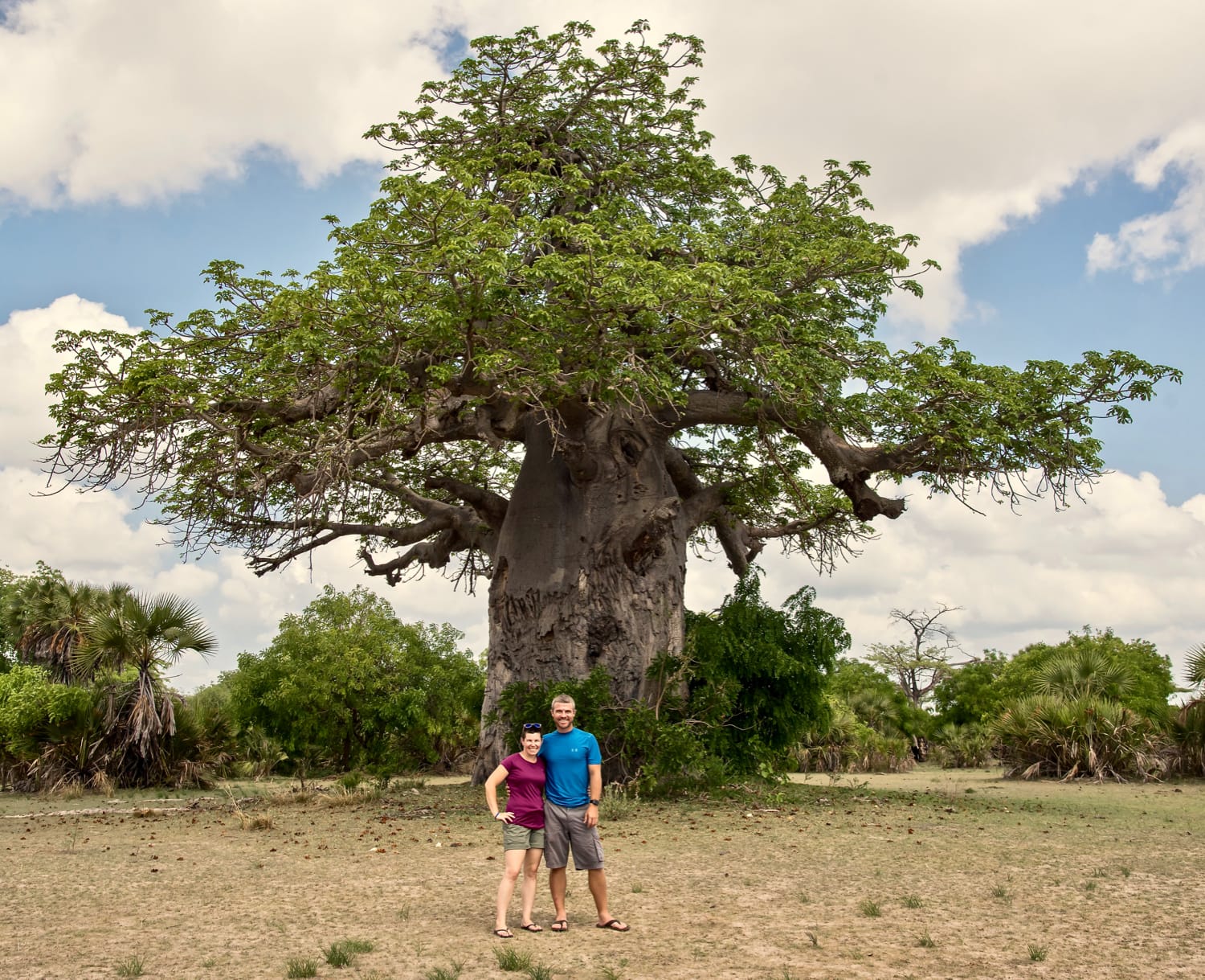 Bucks Baobab Tree | Baker & Sons Co